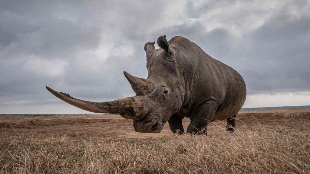 200+ Best Rhino Names: Funny, Cute, Strong & Unique Ideas