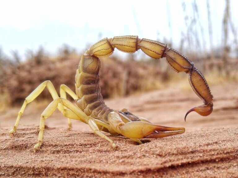 Scorpion Names: Cool, Unique, Funny & Powerful Ideas