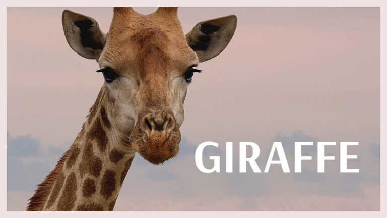 Giraffe Names: The Ultimate Guide to Naming Your Gentle Giant - Animal ...
