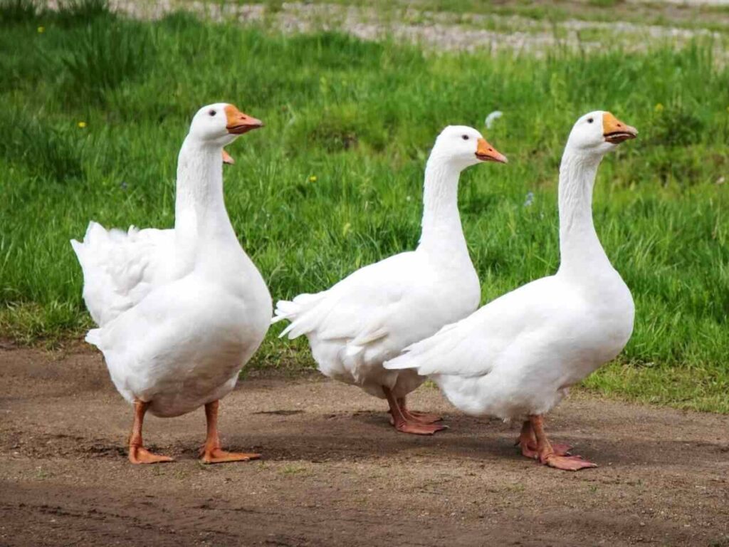 300+ Best Deer Names with Meanings for Bucks, Does, and Fawns