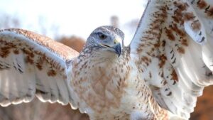 200+ Best Hawk Names: Cool, Unique, Funny & Strong Bird Names