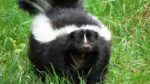 200+ Best Skunk Names: Cute, Funny, Unique & Cool Ideas