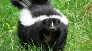 200+ Best Skunk Names: Cute, Funny, Unique & Cool Ideas
