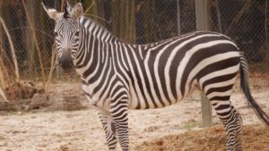 200+ Best Zebra Names: Male, Female, Unique & Funny Ideas