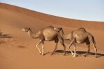 200+ Best Camel Names – Funny, Cool, Unique & Cute Ideas