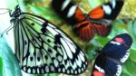 How Long Do Butterflies Live? Average Lifespan Explained