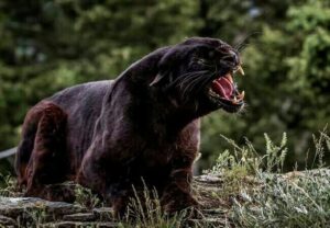 300+ Best Panther Names: Male, Female, Cool, Funny & Unique