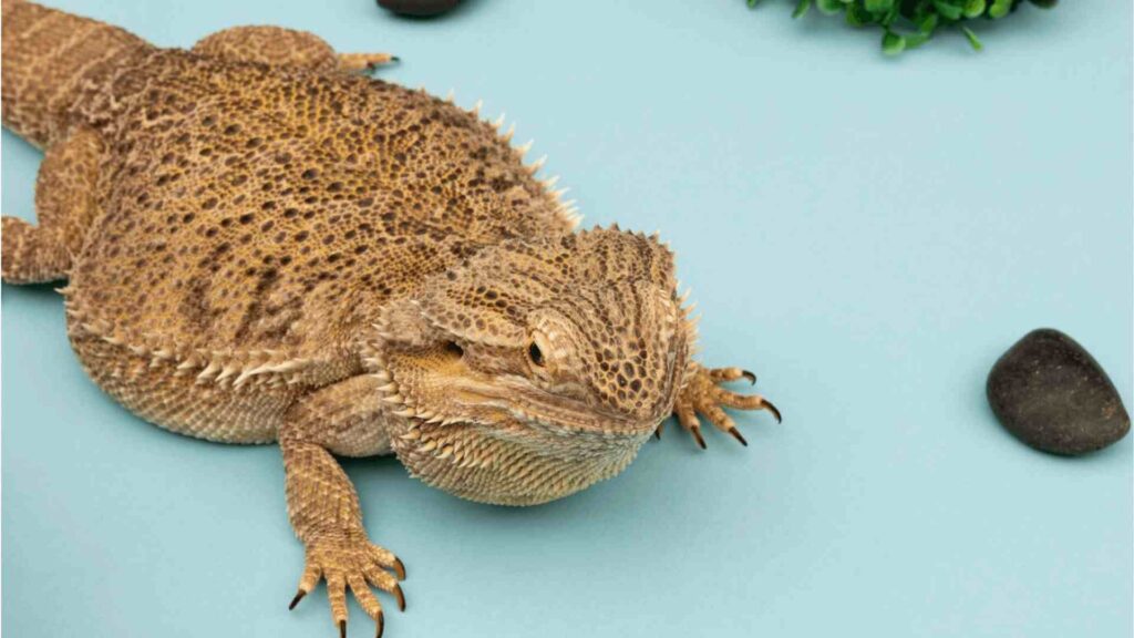 Japanese Macaque: Behavior, Habitat, Diet, and Conservation