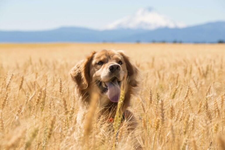 Healthy Grains for Dogs: Best Options & Allergies Guide