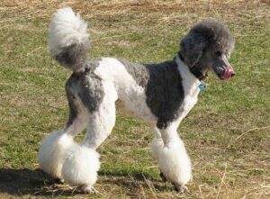 Low-Maintenance Short Poodle Cuts: 11 Stylish & Easy Grooming Styles