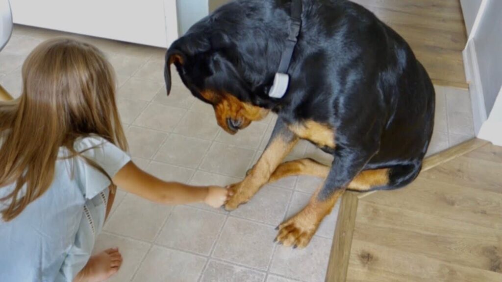 Froodle Dog Breed Guide: French Bulldog Poodle Mix Care